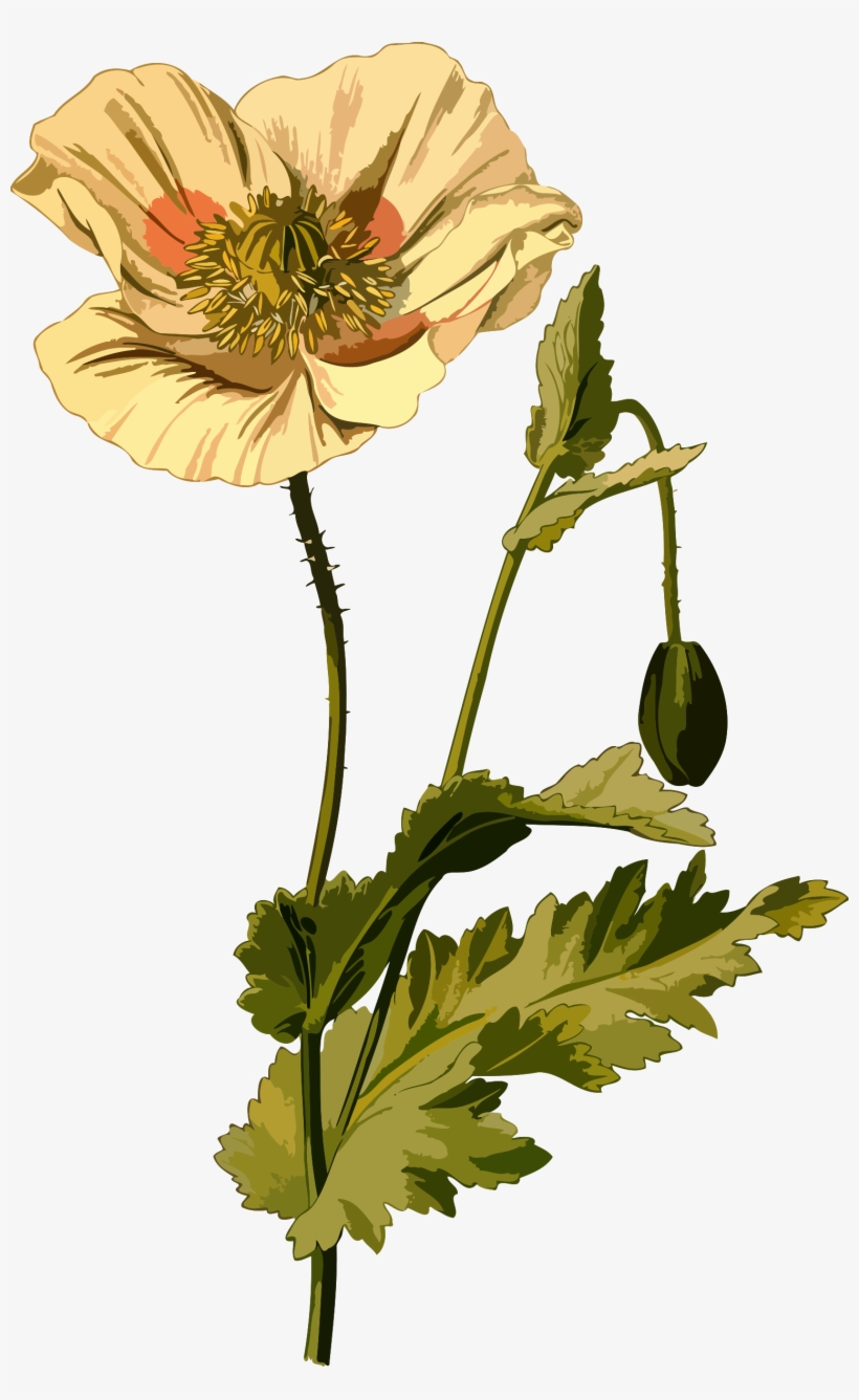 Opium Poppy Drawing
