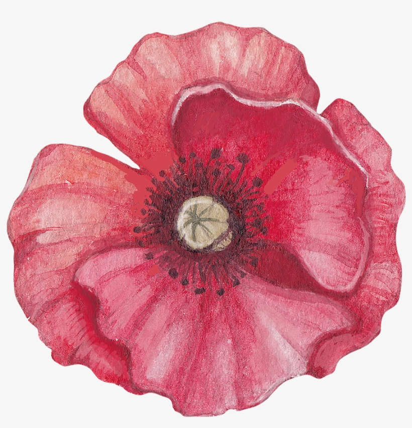 Poppy Front - Illustration Transparent PNG - 970x960 - Free Download on ...