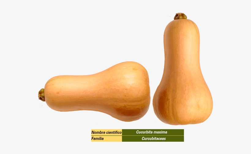 Es El Fruto En Baya De La Calabacera, Planta Herbácea - Butternut ...