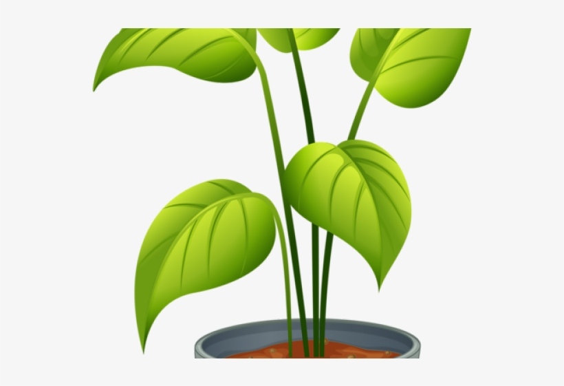 Plant Clipart