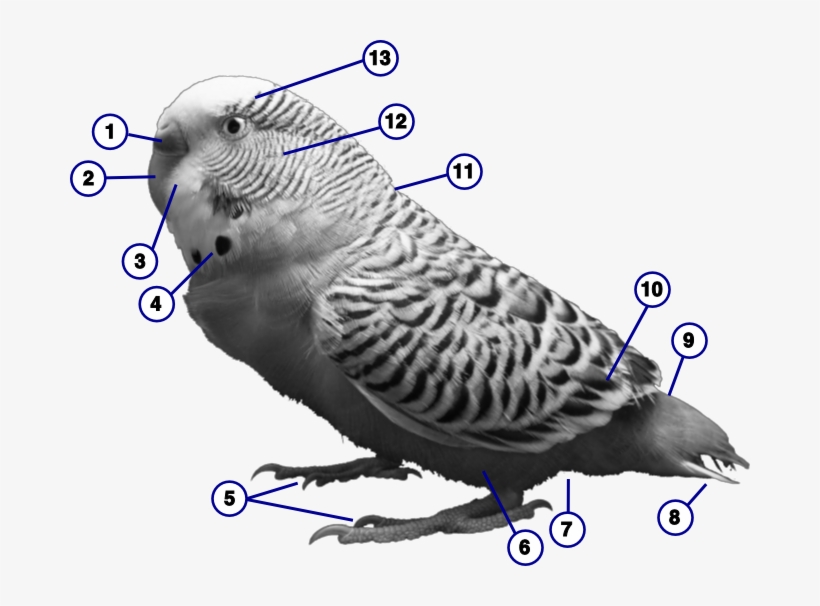 File - Labeledbwbudgie - Parakeet Body Parts Transparent PNG - 680x526 ...