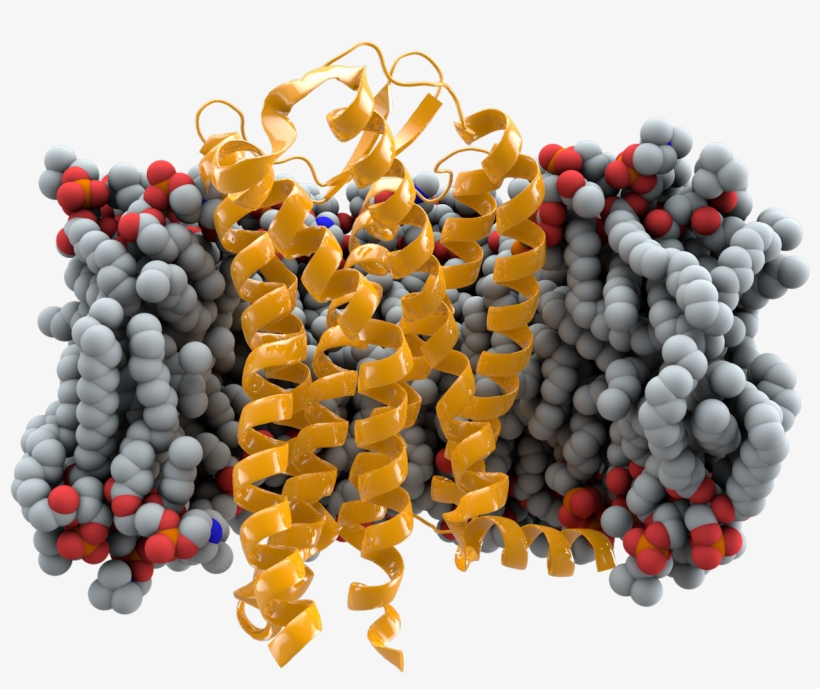 Mutacion Ccr5 Delta 32 Transparent PNG - 1240x984 - Free Download on ...