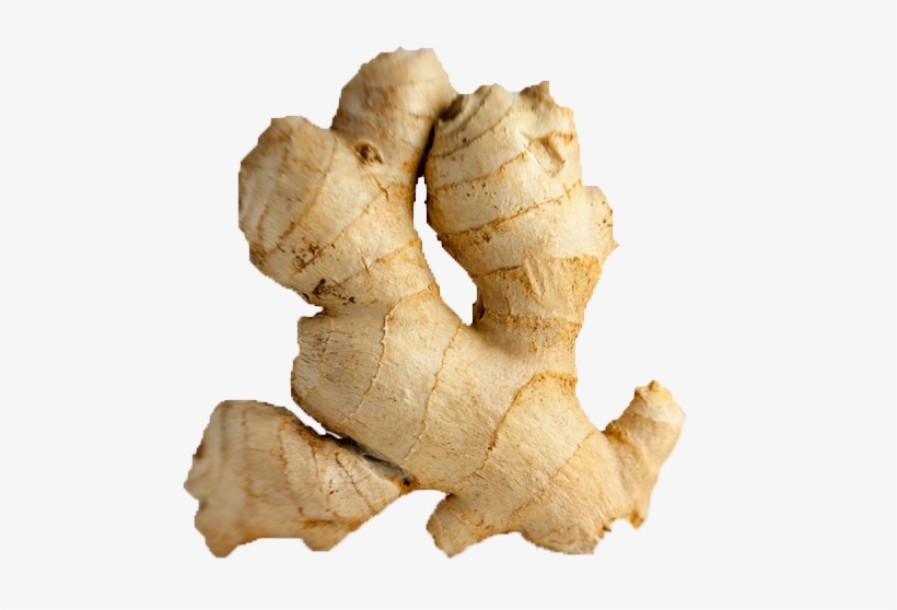 Ginger Png Photos - Ginger .png Transparent PNG - 520x520 - Free ...