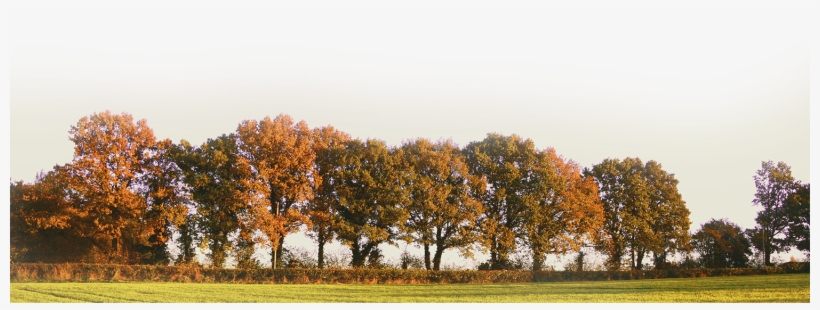 Tree Line - Royalty-free Transparent PNG - 1500x494 - Free Download on ...