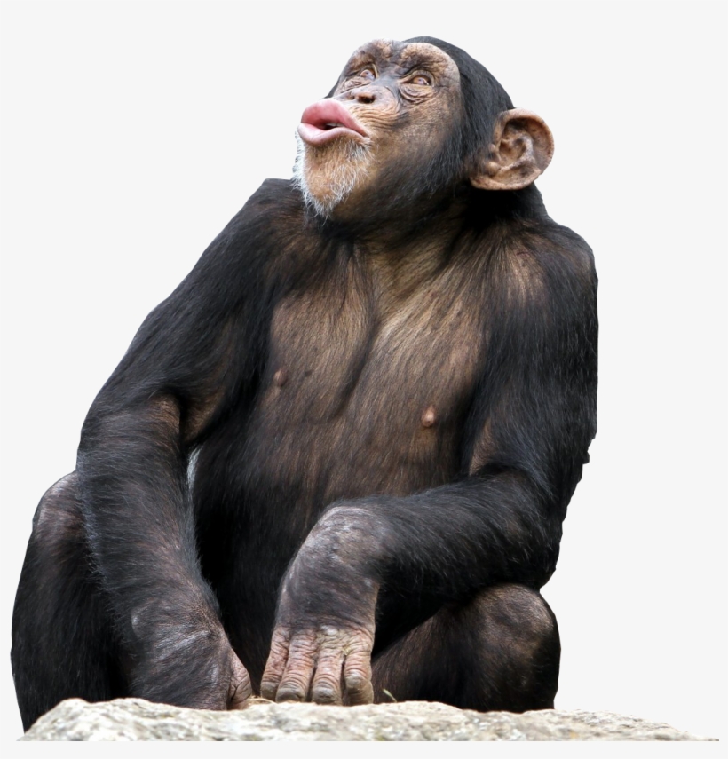 Bonobo Common The Third Desktop Wallpaper - Bonobo Png Transparent PNG ...