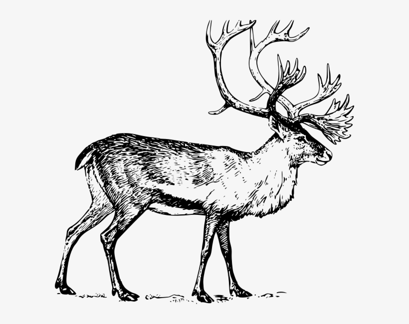 Caribou Png Images 600 X Transparent PNG - 600x570 - Free Download on ...