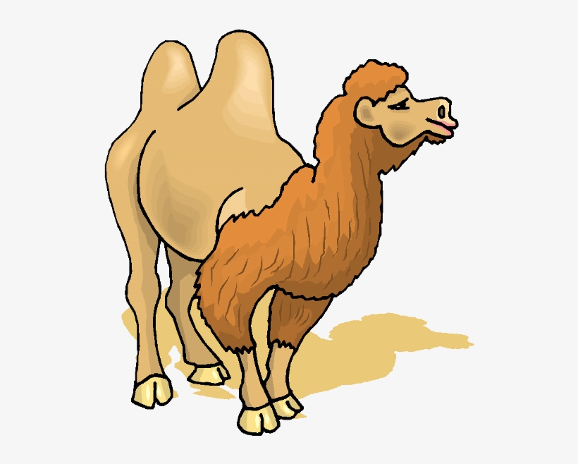 Download Cute Camel Clipart Funny Pictures - Bactrian Camel Clipart ...