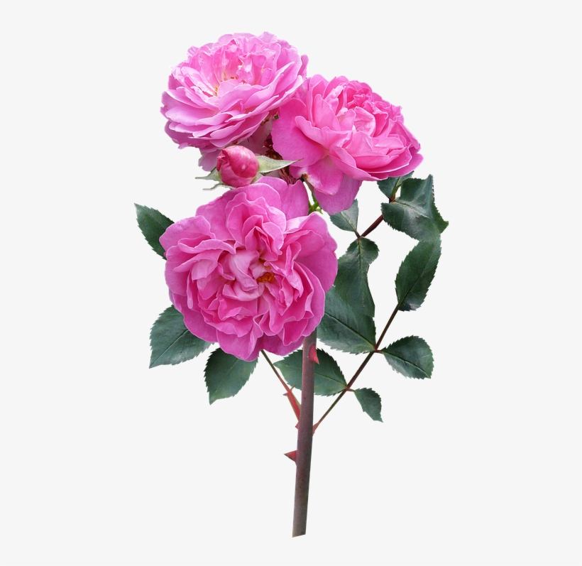Rose, Flower, Stem Deep Pink Blooms - Rose I Flower Transparent PNG ...