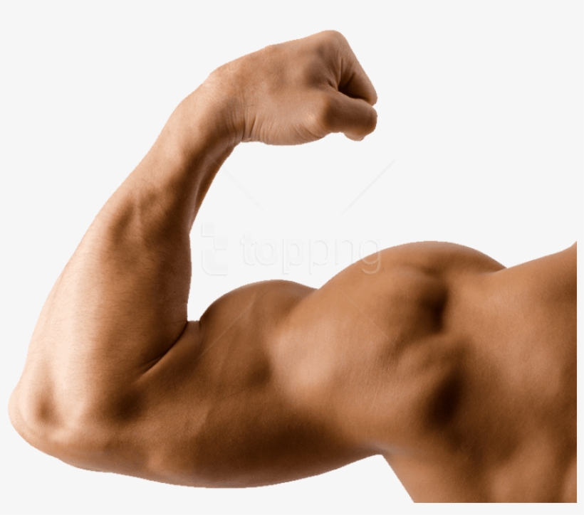 Free Png Muscle Png Images Transparent - Transparent Muscle Arms Png ...