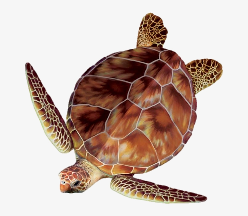 Sea Turtle Clipart Turtle Egg - Sea Turtle Top View Transparent PNG ...