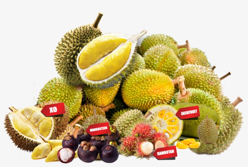 Durian Transparent PNG - 888x580 - Free Download on NicePNG