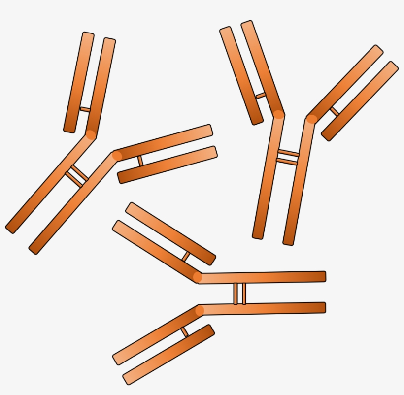 Rabbit Monoclonal Antibody Service - Antibody Clip Art Transparent PNG ...