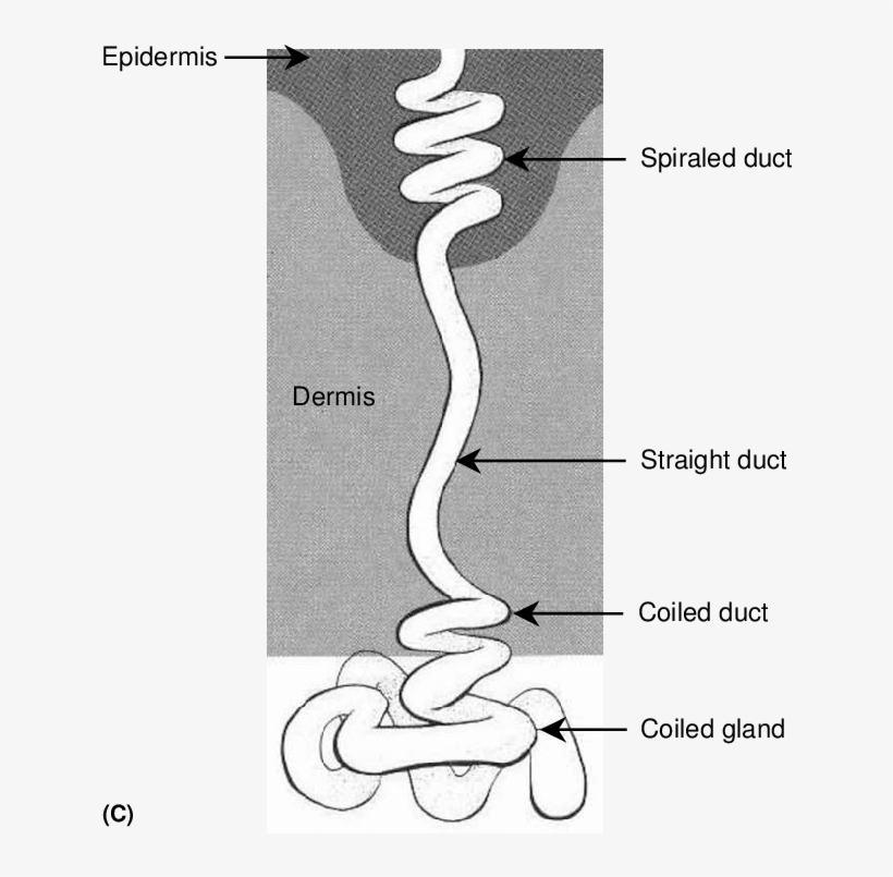 Sweat Drops Png - Eccrine And Apocrine Glands Transparent PNG - 641x728 ...