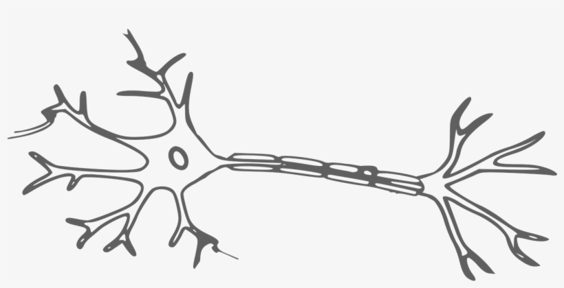 Vector - Neuron Clipart Transparent PNG - 1280x640 - Free Download on ...