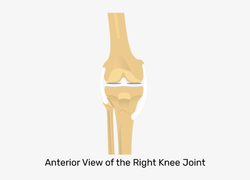 Patella Bone Anterior And Posterior Views - Patella Bone In Ox ...
