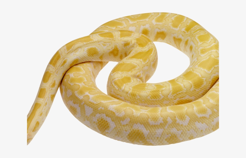 Python Clipart Snake Tongue - Snake Png Transparent PNG - 640x480 ...