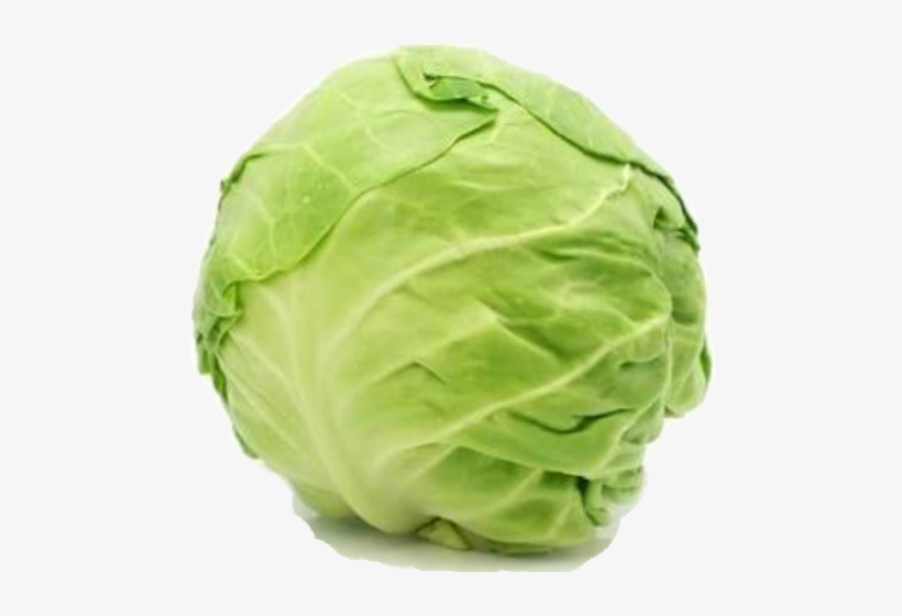 Cabbage Round Transparent PNG - 480x480 - Free Download on NicePNG