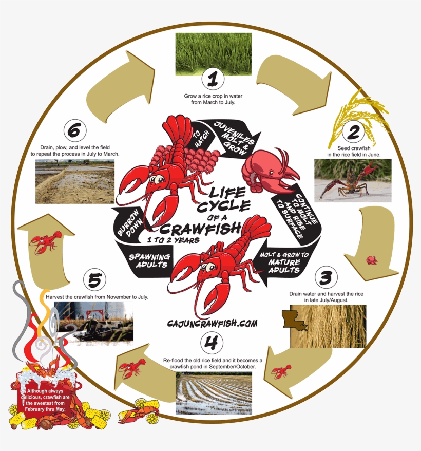 Crayfish Life Cycle Diagram