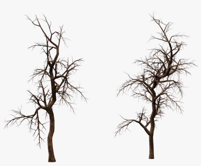Old Tree Transparent - Cve:png Transparent PNG - 1024x768 - Free ...
