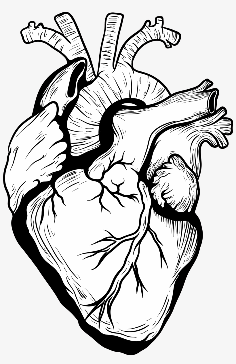 Heart Drawing Organ Designer Heart Transprent Free Heart Organ