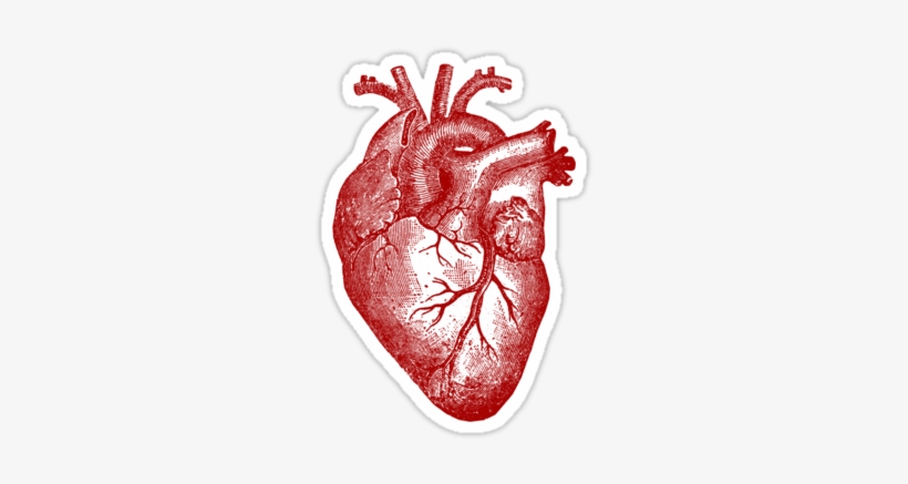 Download "vintage Heart Anatomy" Stickers By Stilleskygger - Anatomical ...
