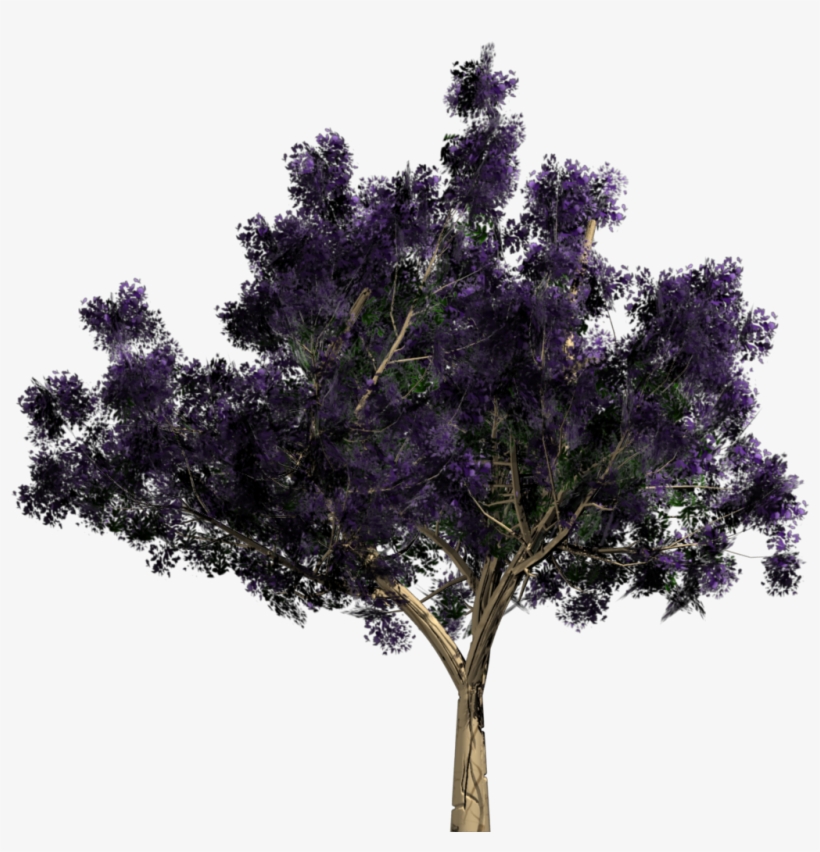 Alpha Texture - Jacaranda Png Transparent PNG - 1024x1024 - Free ...