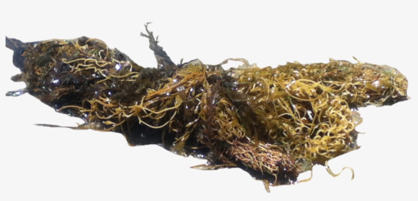 Download Png Seaweed - HD Transparent PNG - NicePNG.com