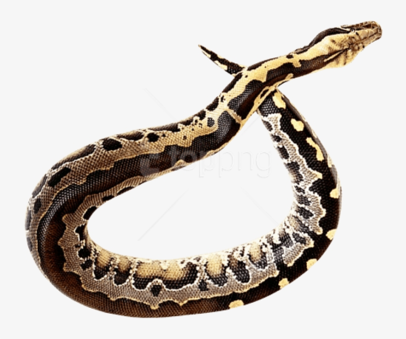 Free Png Python Free Desktop Png Images Transparent - Snake Transparent ...