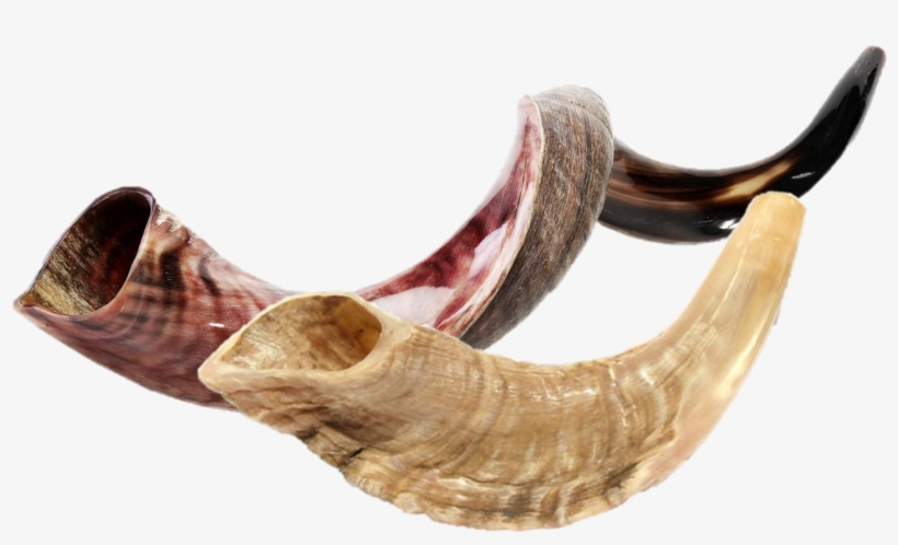 Shofar Transparent PNG - 1350x952 - Free Download on NicePNG