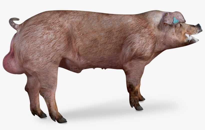 Duroc - Verrat Transparent PNG - 3508x2480 - Free Download on NicePNG