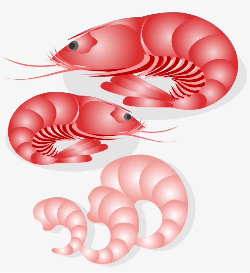 Seafood Vector Png - Shrimp Transparent PNG - 1472x1536 - Free Download ...
