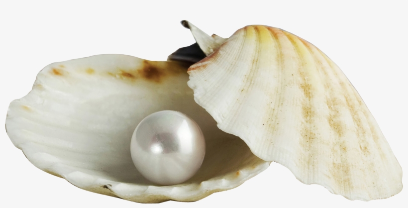 Royalty Free Stock Pearl Transparent Shell Png - Pearl In A Shell ...