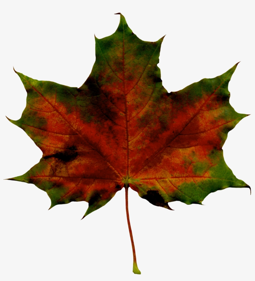 Red Fall Leaf Png Clipart Imageu200b Gallery Yopriceville - Maple ...