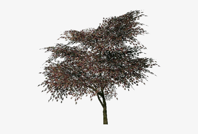 Japanese Trees Png - Pond Pine Transparent PNG - 750x527 - Free ...