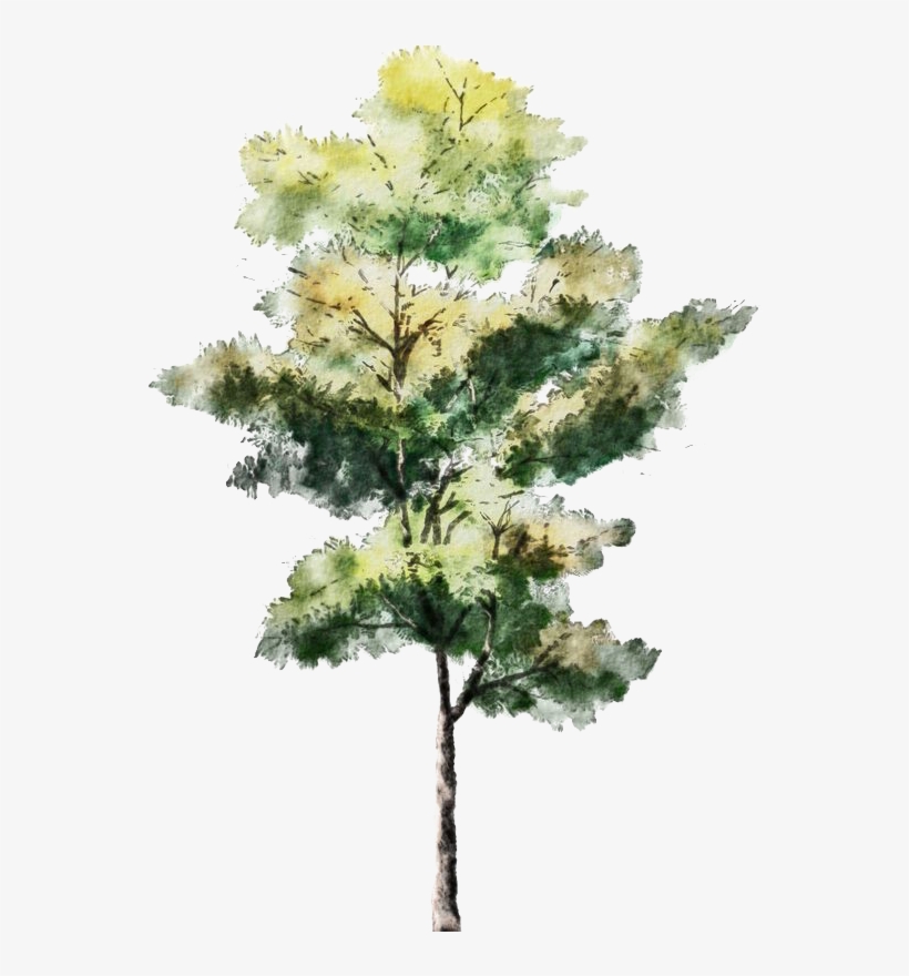 Tree For Architectural Rendering Transparent PNG - 564x799 - Free ...