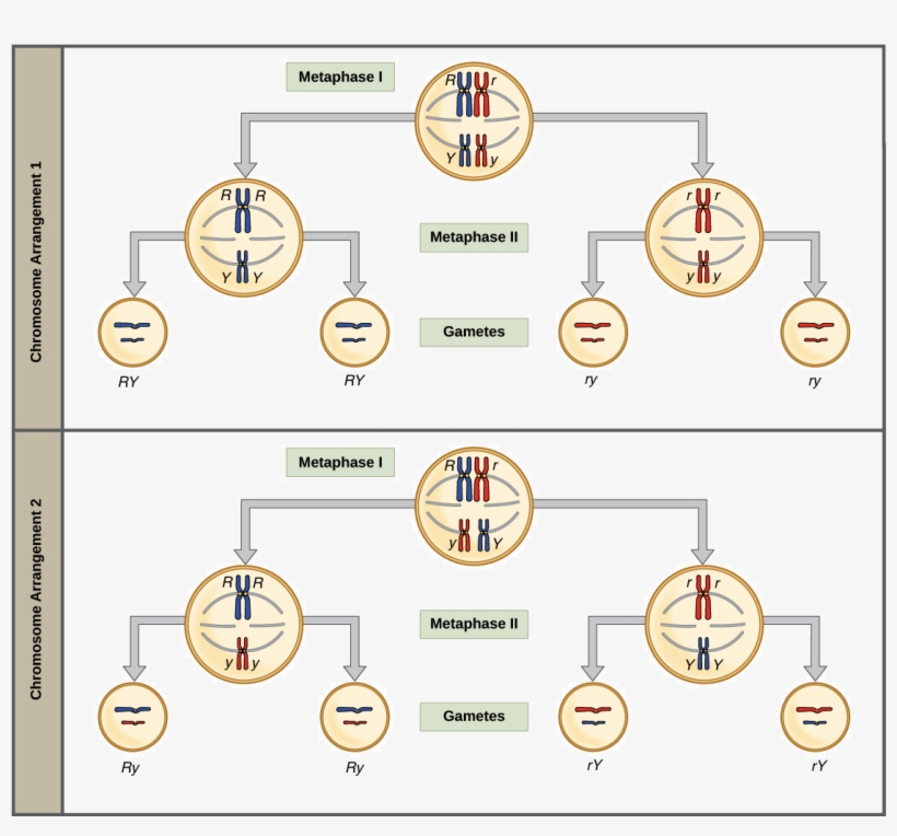 Clipart Transparent Stock Alleles Definition Allele - Independent ...