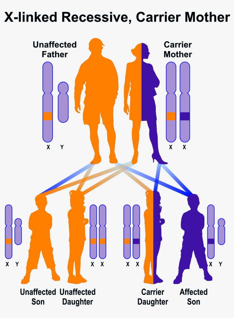 Download Sample Pedigree Of X linked Recessive Inheritance Disease