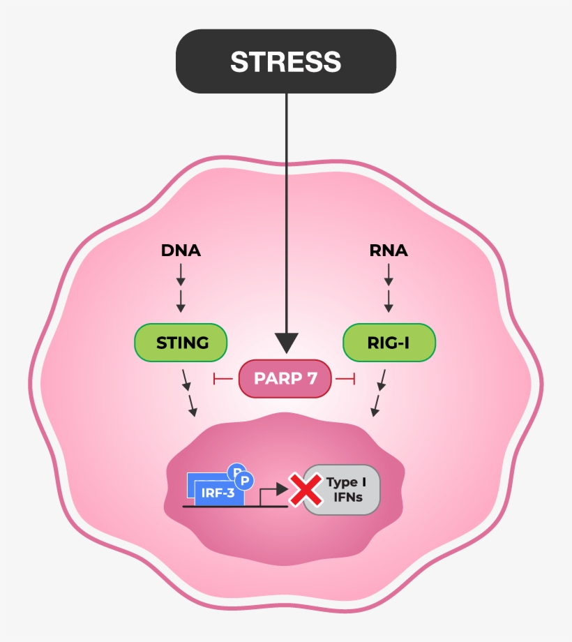 Ribon's - Diagram Transparent PNG - 1200x901 - Free Download on NicePNG