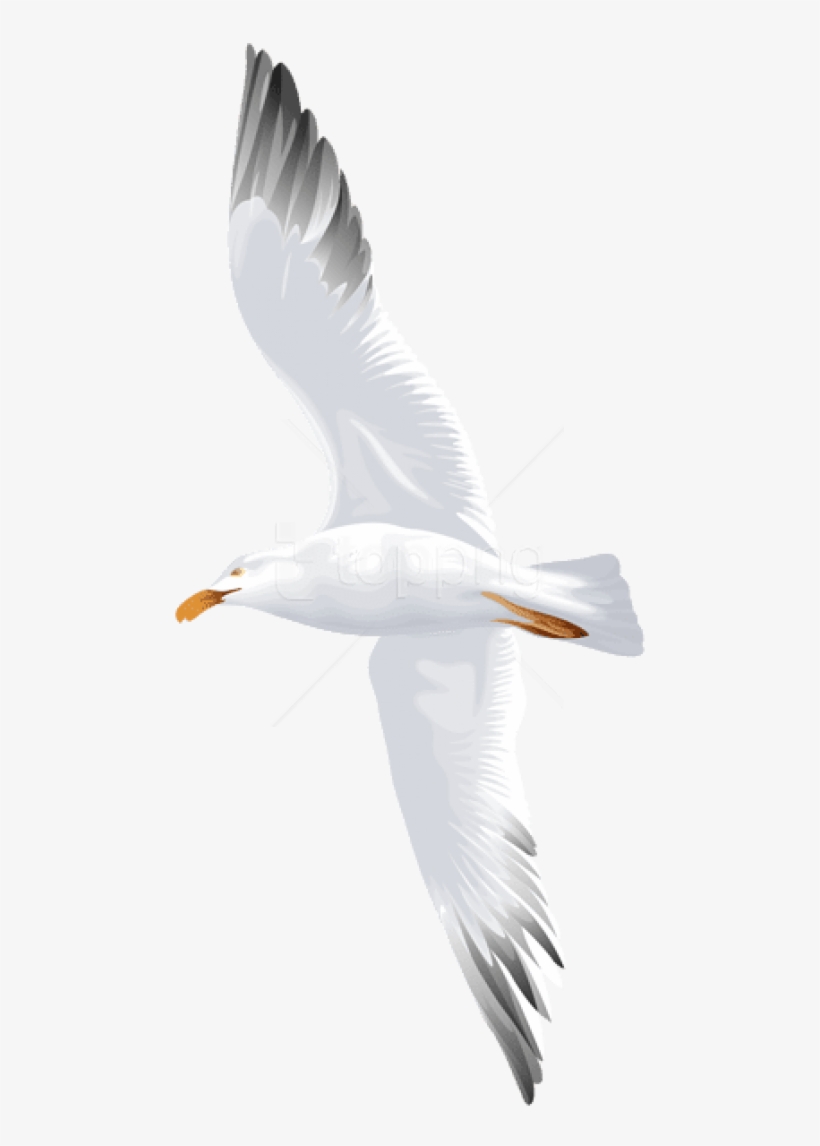 Free Png Download Seagull Flying Png Images Background - Water Bird ...