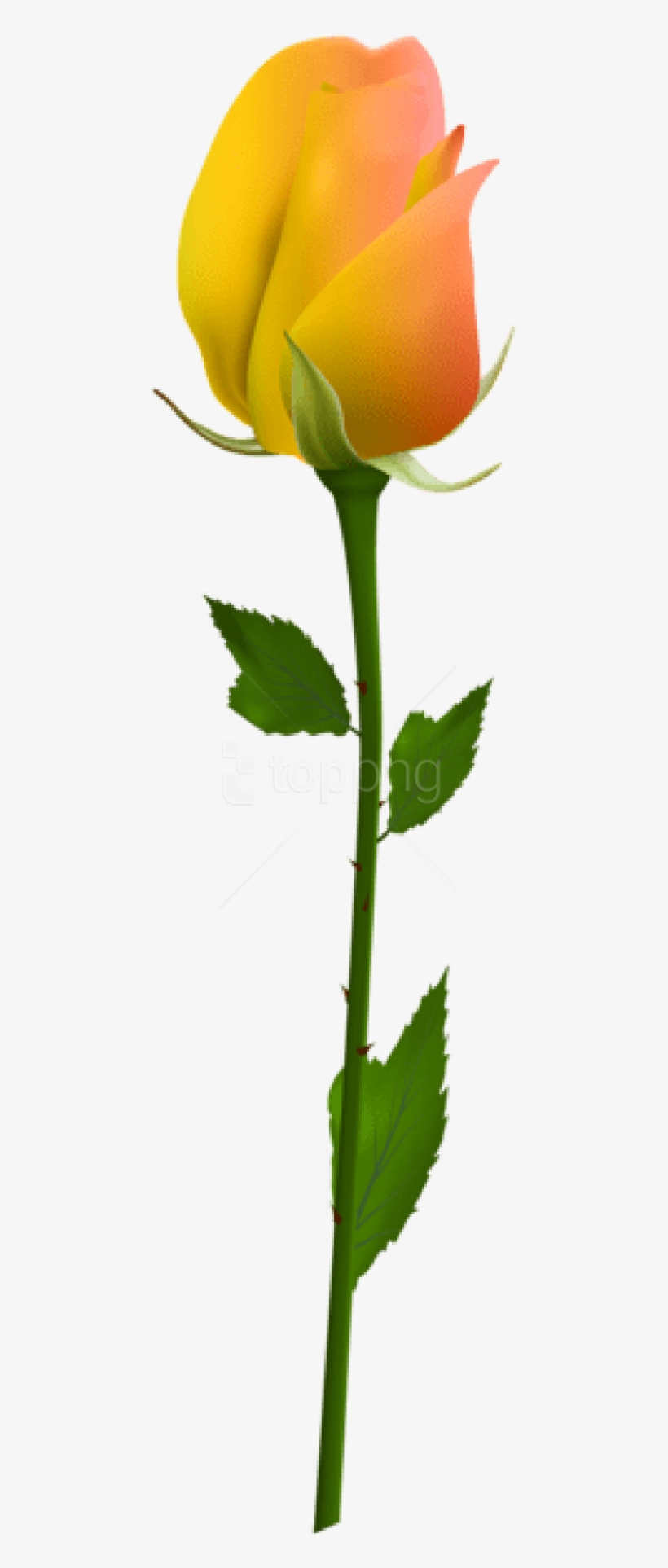 Free Png Download Yellow Rose Png Images Background - Blue Rose No ...