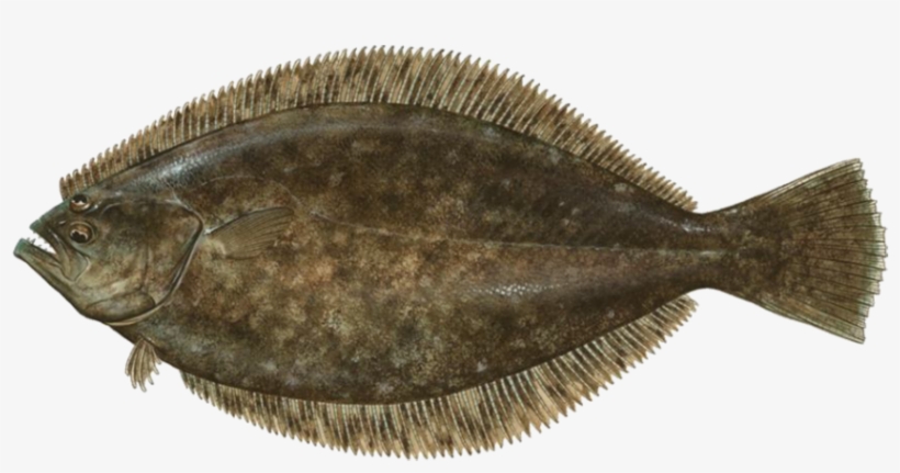 Flounder - Flat Fish With Eyes On Same Side Transparent PNG - 880x444 ...
