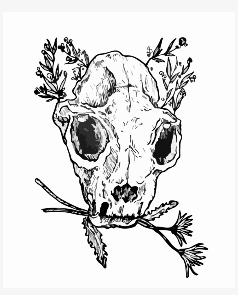 Bobcat Skull Drawing