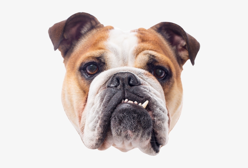 Bulldog Png