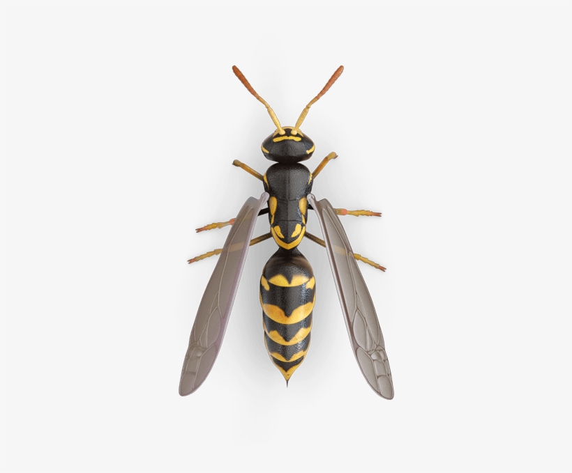 Top Of A Wasp Transparent PNG - 425x600 - Free Download on NicePNG