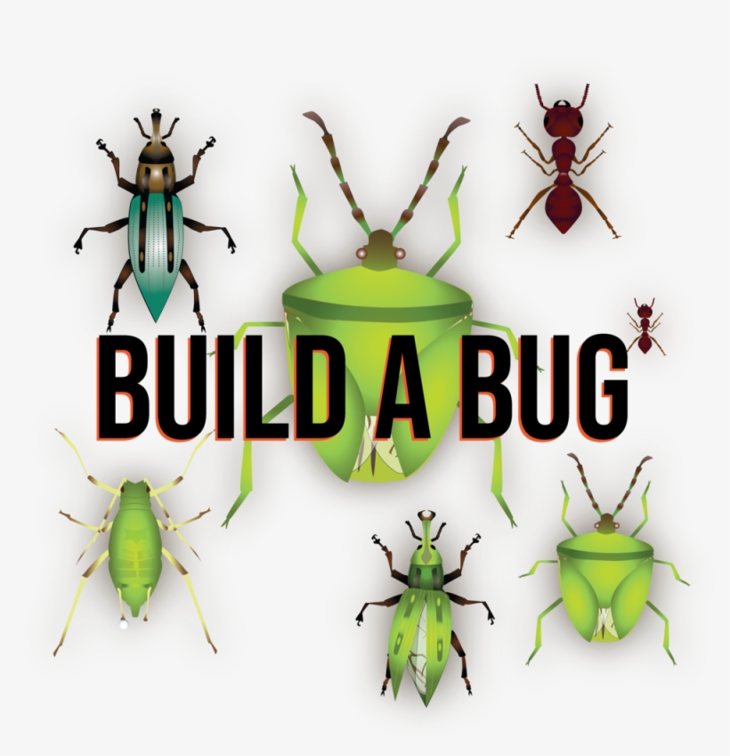 Builda Bug Transparent PNG - 1000x987 - Free Download on NicePNG