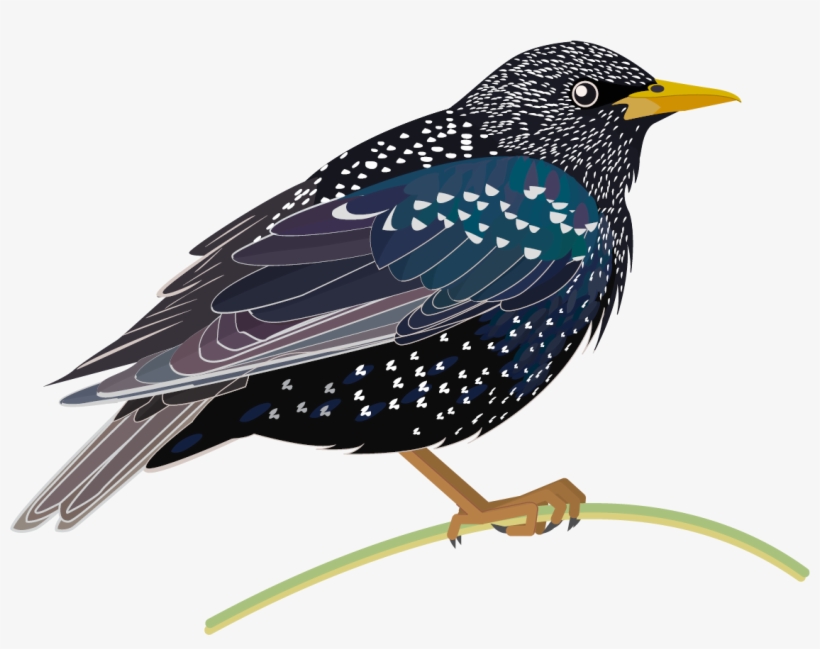 Starling Png Hd - Starling Png Transparent PNG - 1128x839 - Free ...