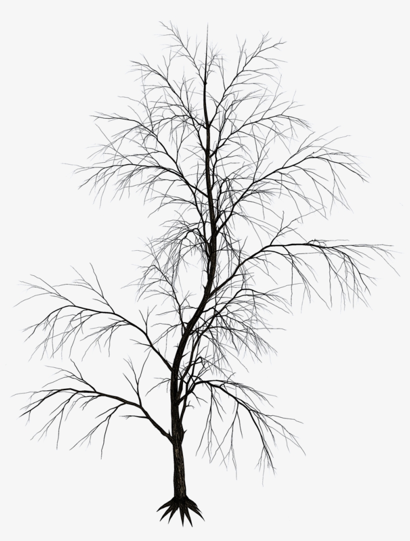 Isolated - Aesthetic Tree Png Transparent PNG - 990x1280 - Free ...