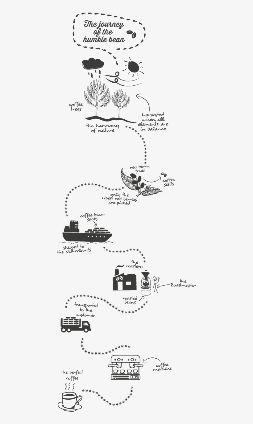 The Journey Of A Bean - Journey Of Coffee Transparent PNG - 449x1295 ...