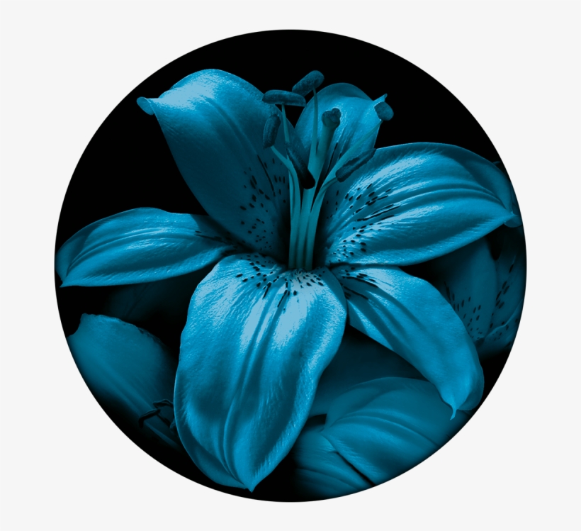 Blue Lily - Lily Transparent PNG - 800x800 - Free Download on NicePNG