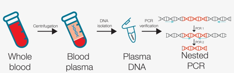 Sample Prep Workflow - Diagram Transparent PNG - 1949x616 - Free ...